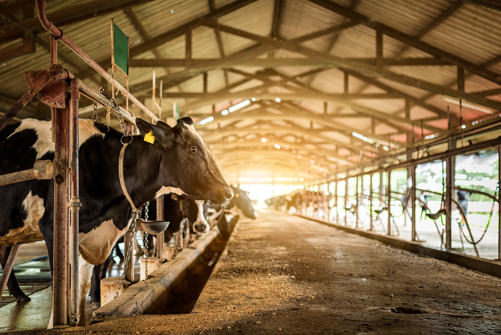 Latterie vicentine, un 2019 da 75 milioni di fatturato - VenetoEconomia