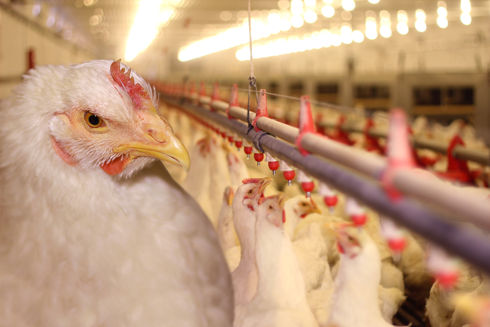 Il pollo parla Veneto: 4 su 10 in Italia sono prodotti in Regione ...